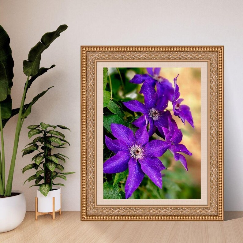 Purple Laugh! Flower Wall Art – Printable Nature Photography, Botanical ...