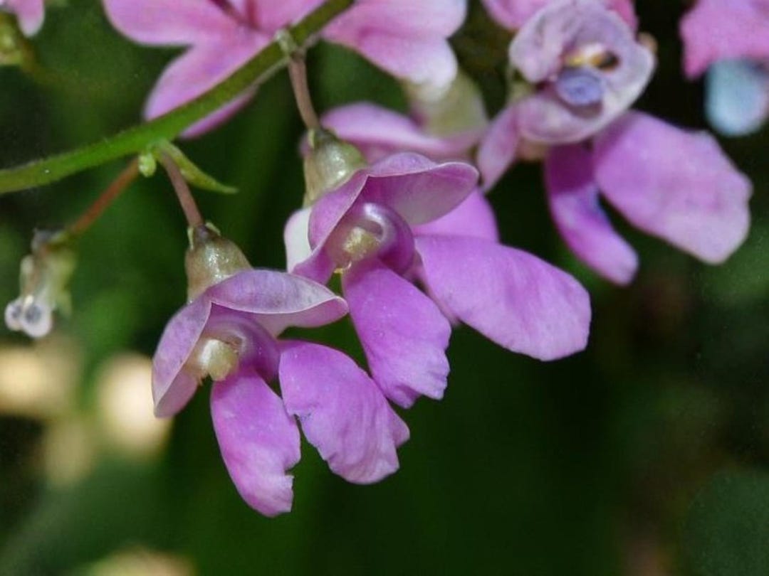 Wild Kidney Bean Vine – Phaseolus Polystachios Native Flowering ...