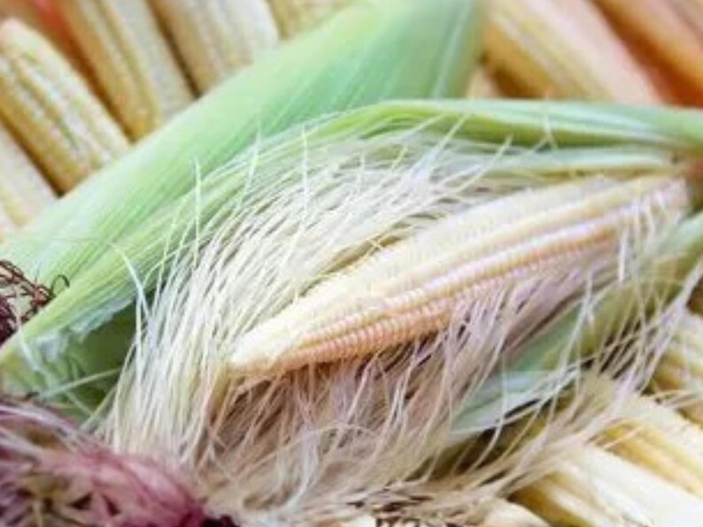 Japanese Hulless White Popcorn | Baby Corn Variety | Tender Hulls | 50 ...