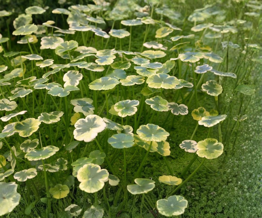 Variegated Pennywort Live Plant – Hydrocotyle Ranunculoides 'crystal ...