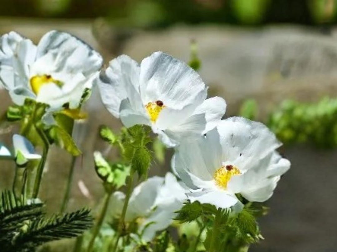 Argemone Polyanthemos – Prickly Poppy | Native Wildflower | Drought ...
