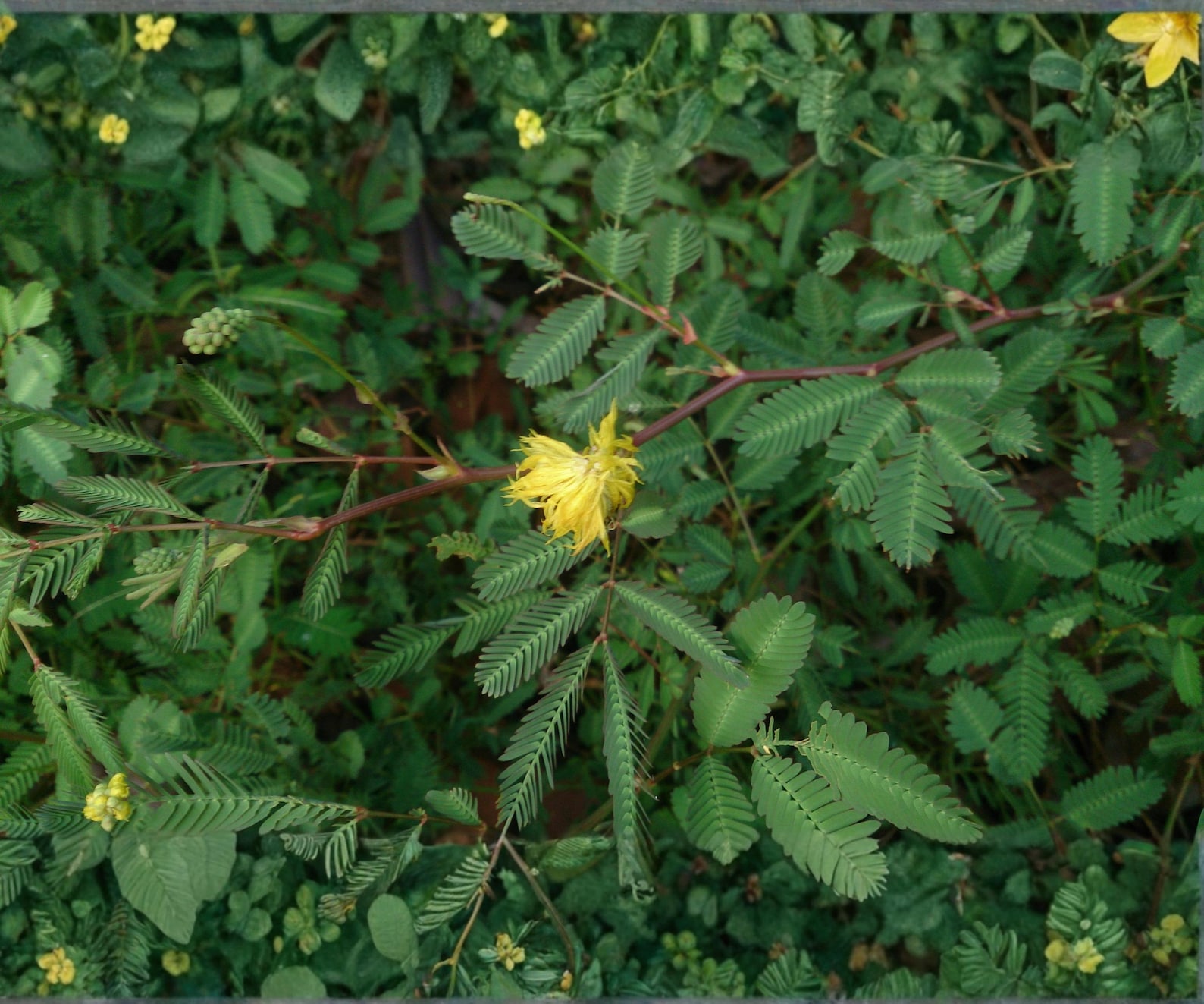 Water Mimosa - Live Plant – Neptunia Oleracea Floating Aquatic ...