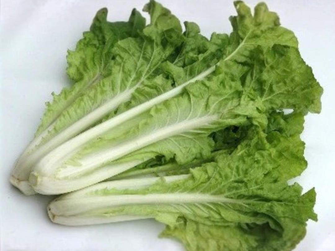 Fun Jen Pak Choi – Frilly Leaf Hybrid | 100 Seeds | Ornamental Bok Choy ...