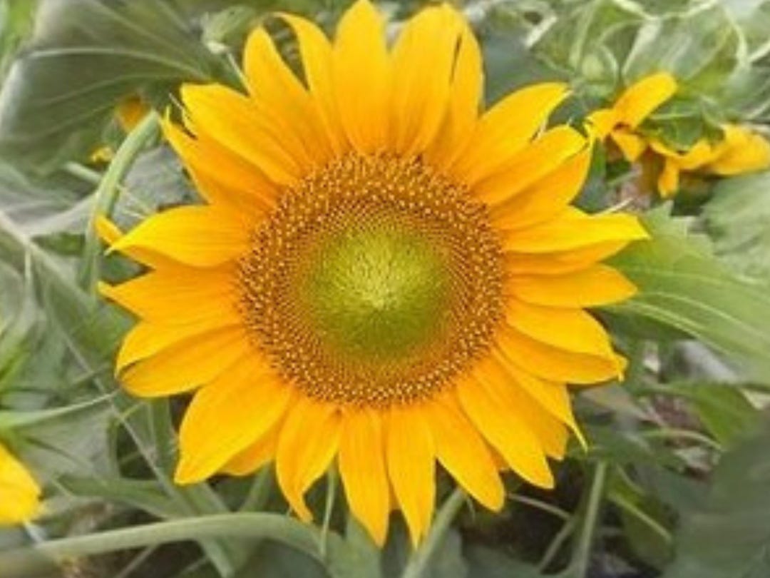 Sunspot Sunflower | Dwarf | Giant Flower on Compact Plant | Container ...