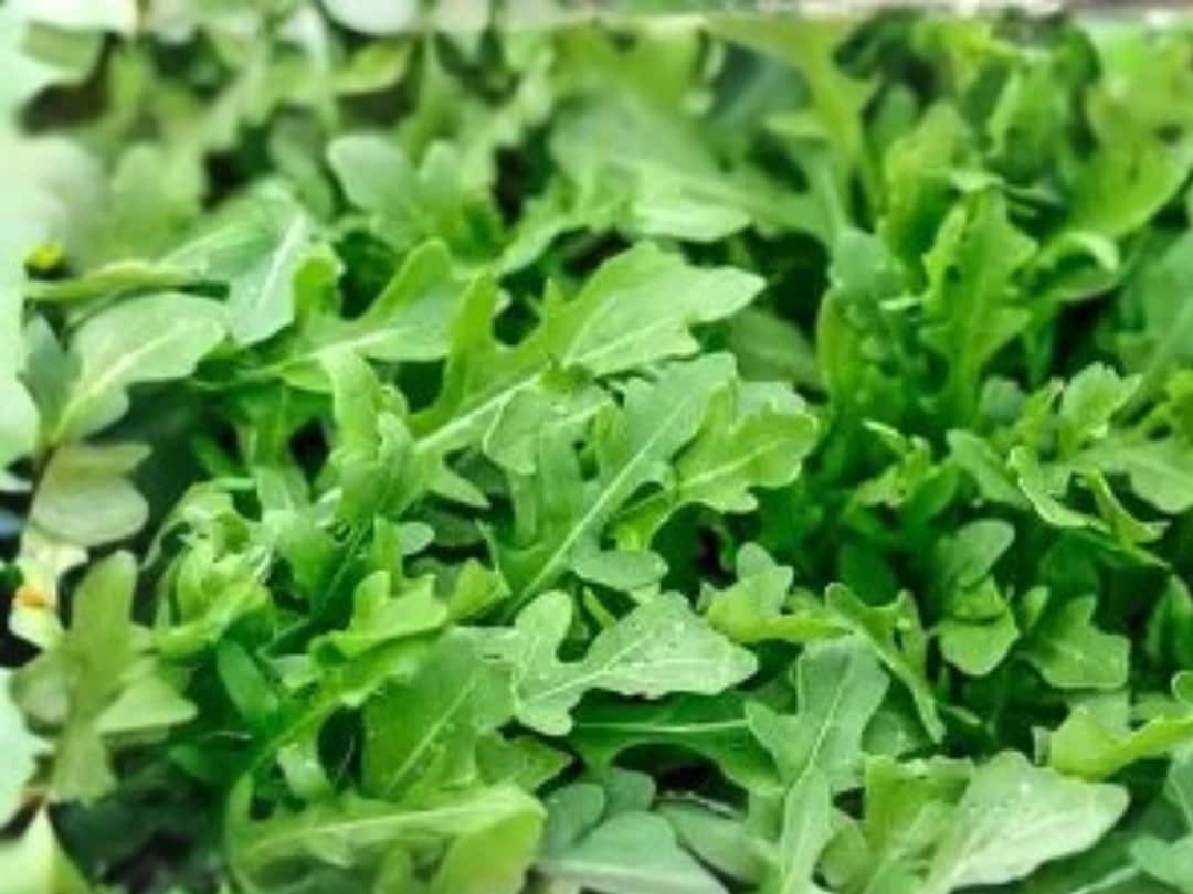 Arugula | Peppery Rocket Salad Herb, Fast Growing - 500 Seeds - Etsy