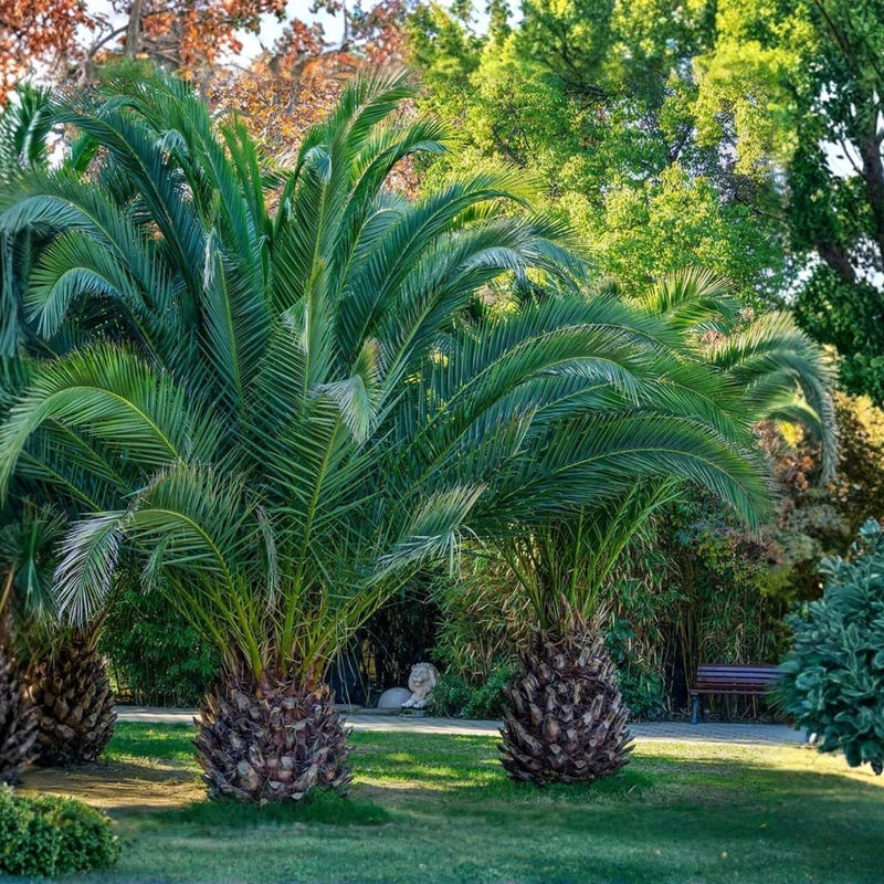 Canary Palm Tree Seed - Etsy