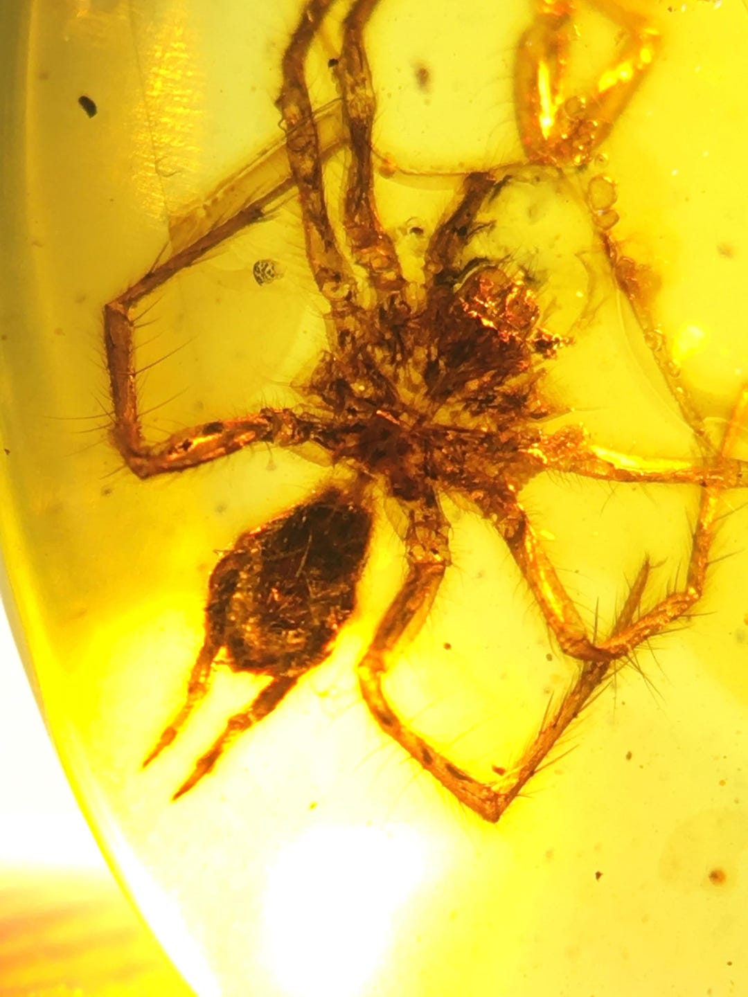 Rare Fossil Amber: Clear Spider With Long Spinnerets (hersiliidae?) in ...