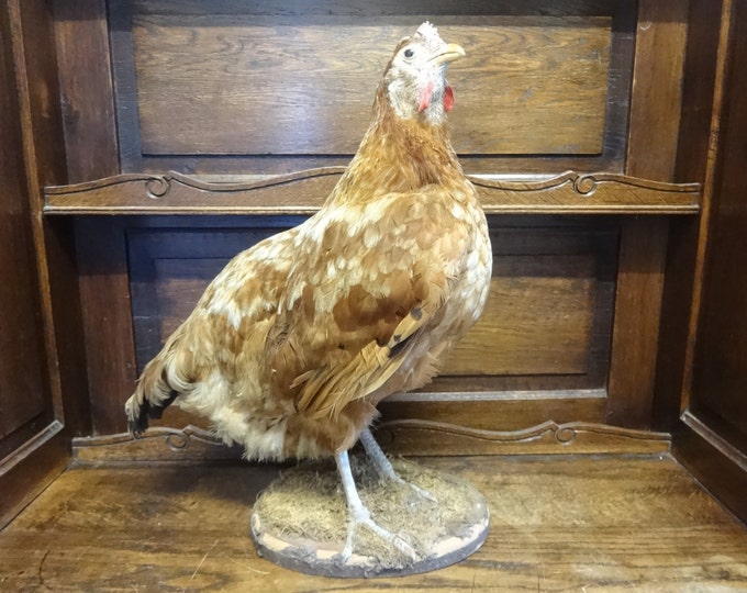 Vintage French Mounted Chicken Bird Taxidermy Figurine Statue on Wood ...