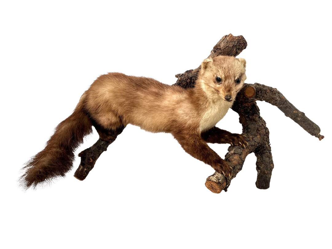 Vintage French Mounted Pine Martin Weasel Ferret Taxidermy Figurine ...