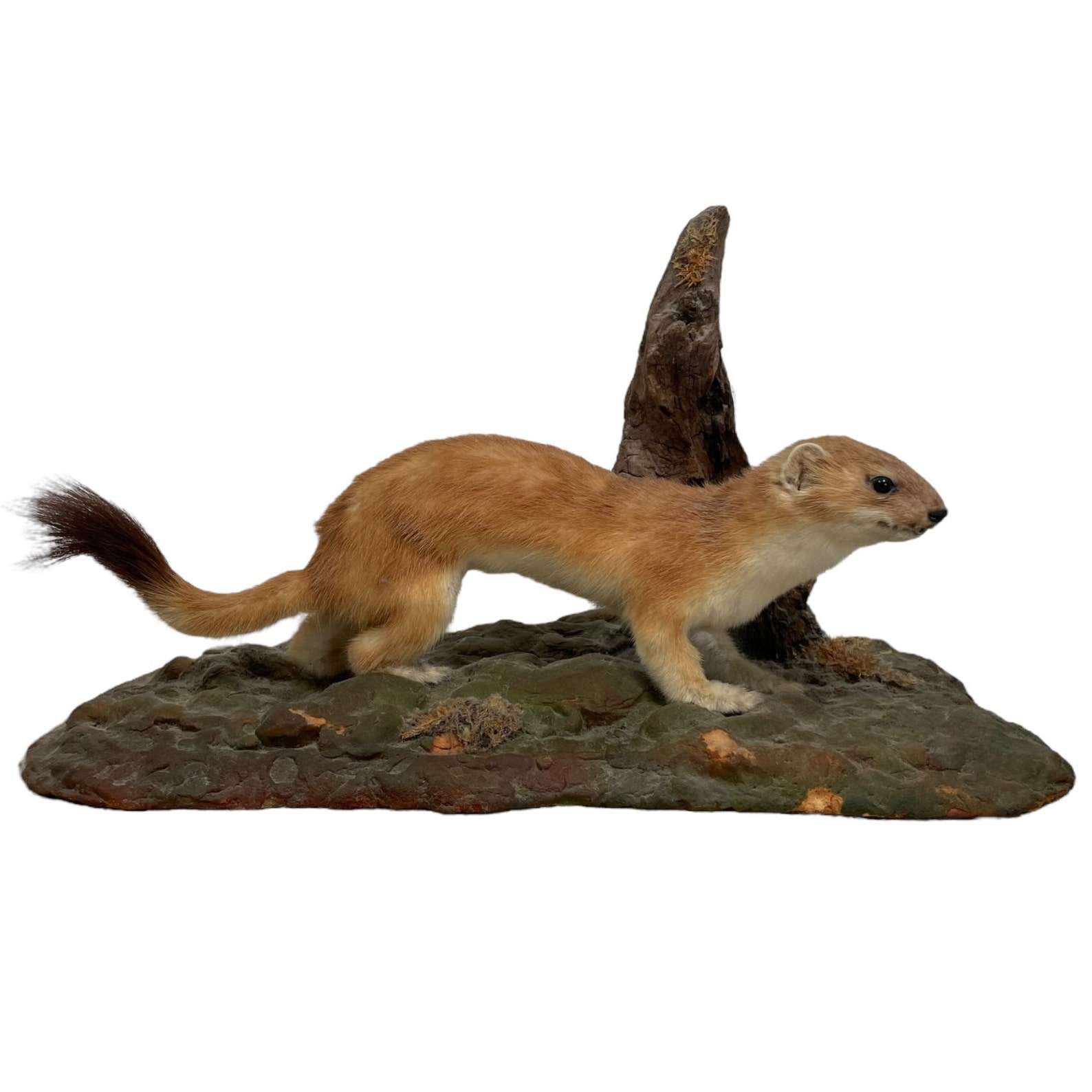 Vintage French Mounted Stoat Weasel Taxidermy Figurine Statue on Wood ...
