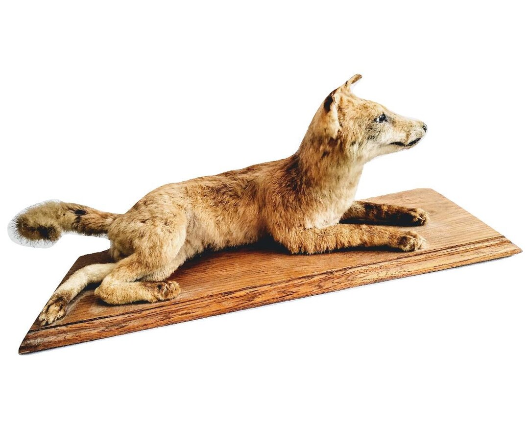 Vintage French Red Fox Cub Animal Taxidermy Statue Figurine Ornament ...