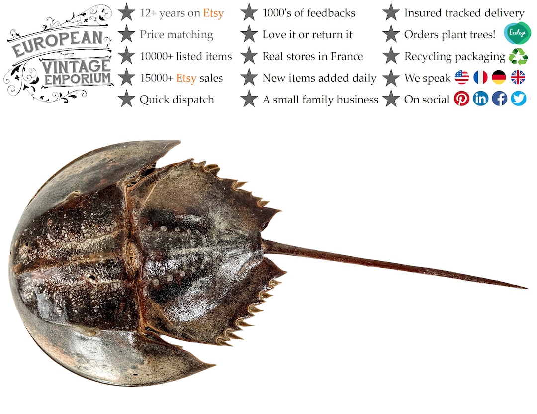 Vintage Horseshoe Crab Fish Taxidermy Figurine Statue Trophy - Etsy