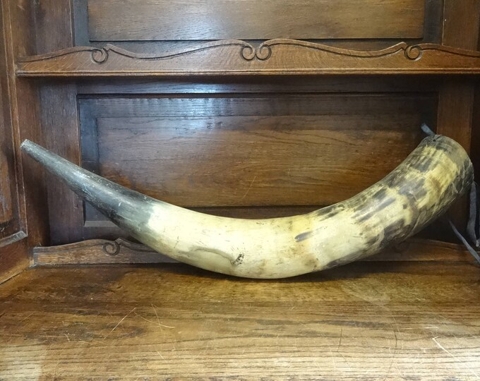 Vintage Large Cow Animal Horn Storage Pot Vase Display Ornament Wall ...