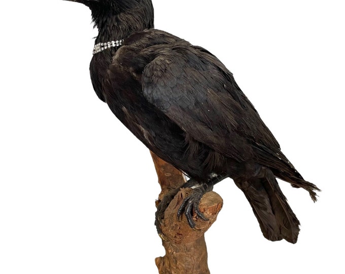 Vintage French Taxidermy Raven Crow Black Bird Animal Specimen Wall ...