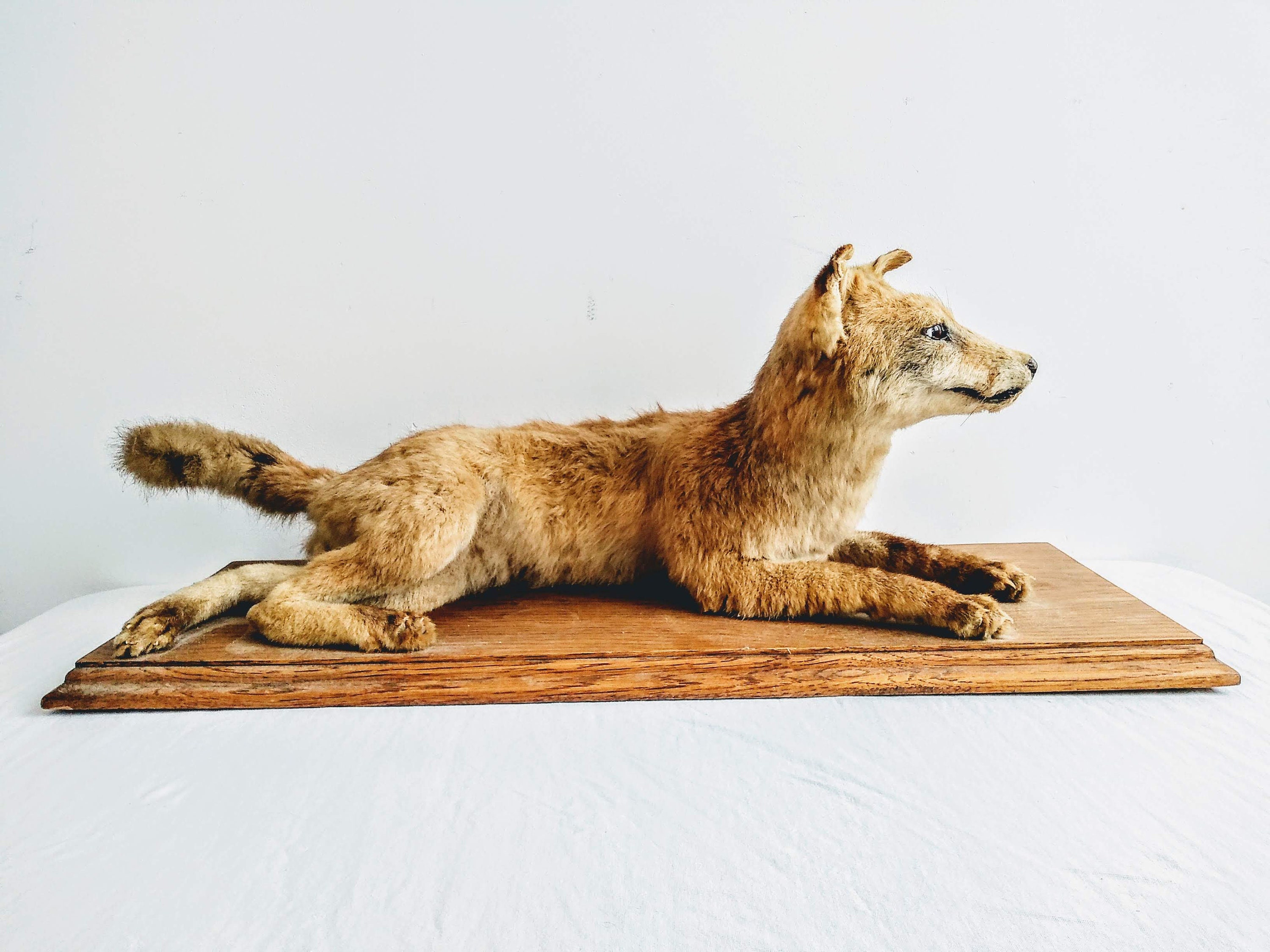 Vintage French Red Fox Cub Animal Taxidermy Statue Figurine | Etsy