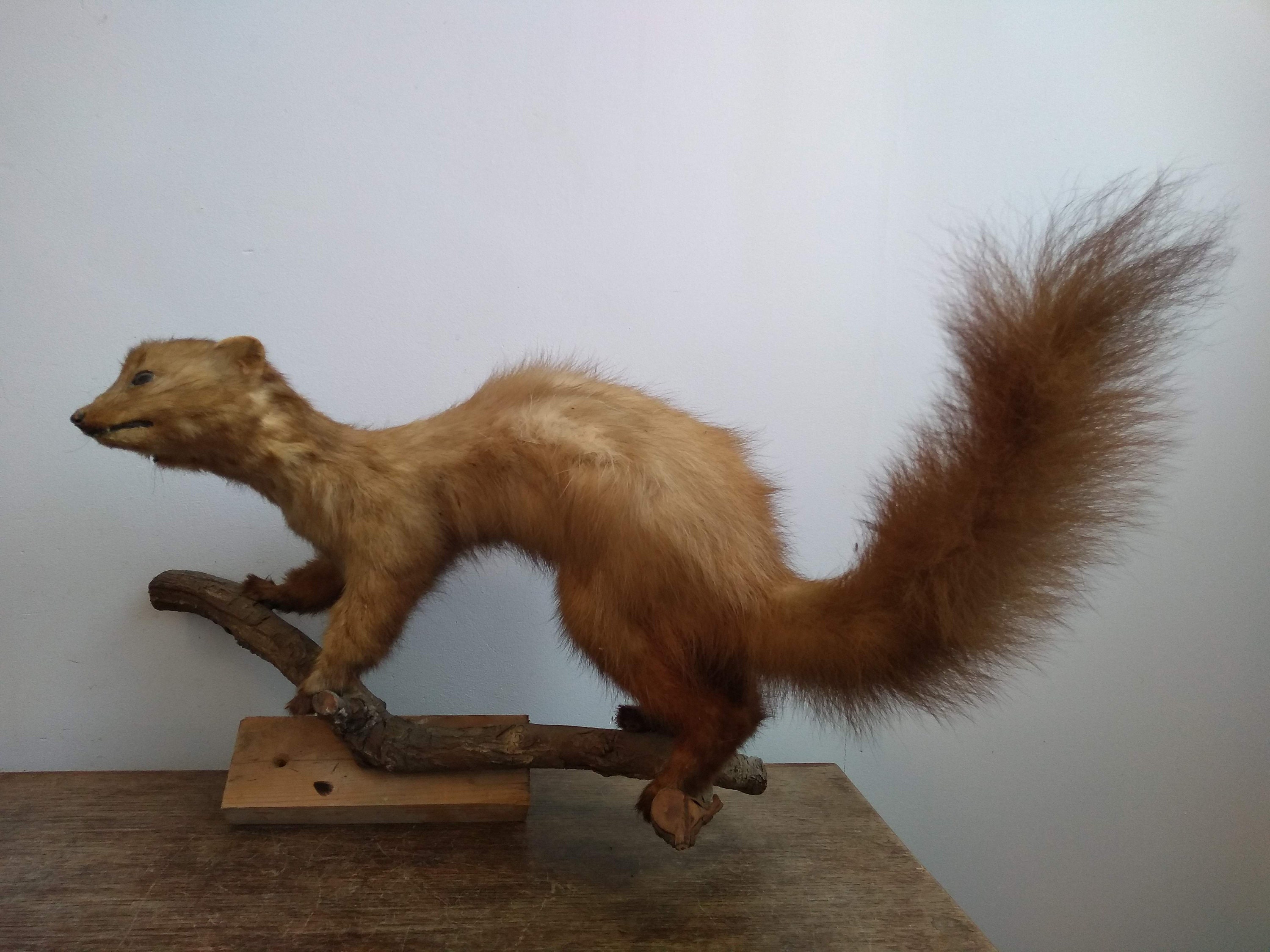 Vintage French mounted Pine Martin Weasel Ferret taxidermy | Etsy