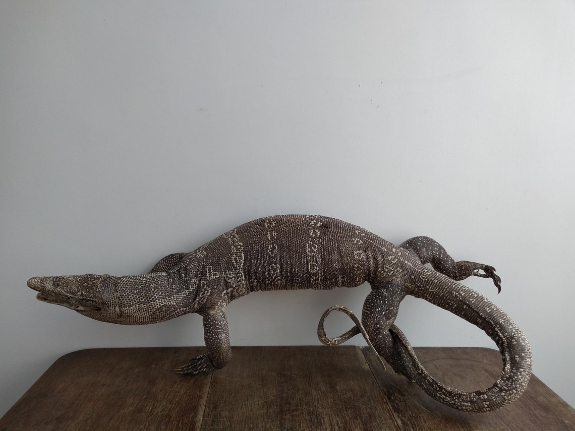 Vintage Taxidermy Large Monitor Lizard Animal Specimen Desktop - Etsy