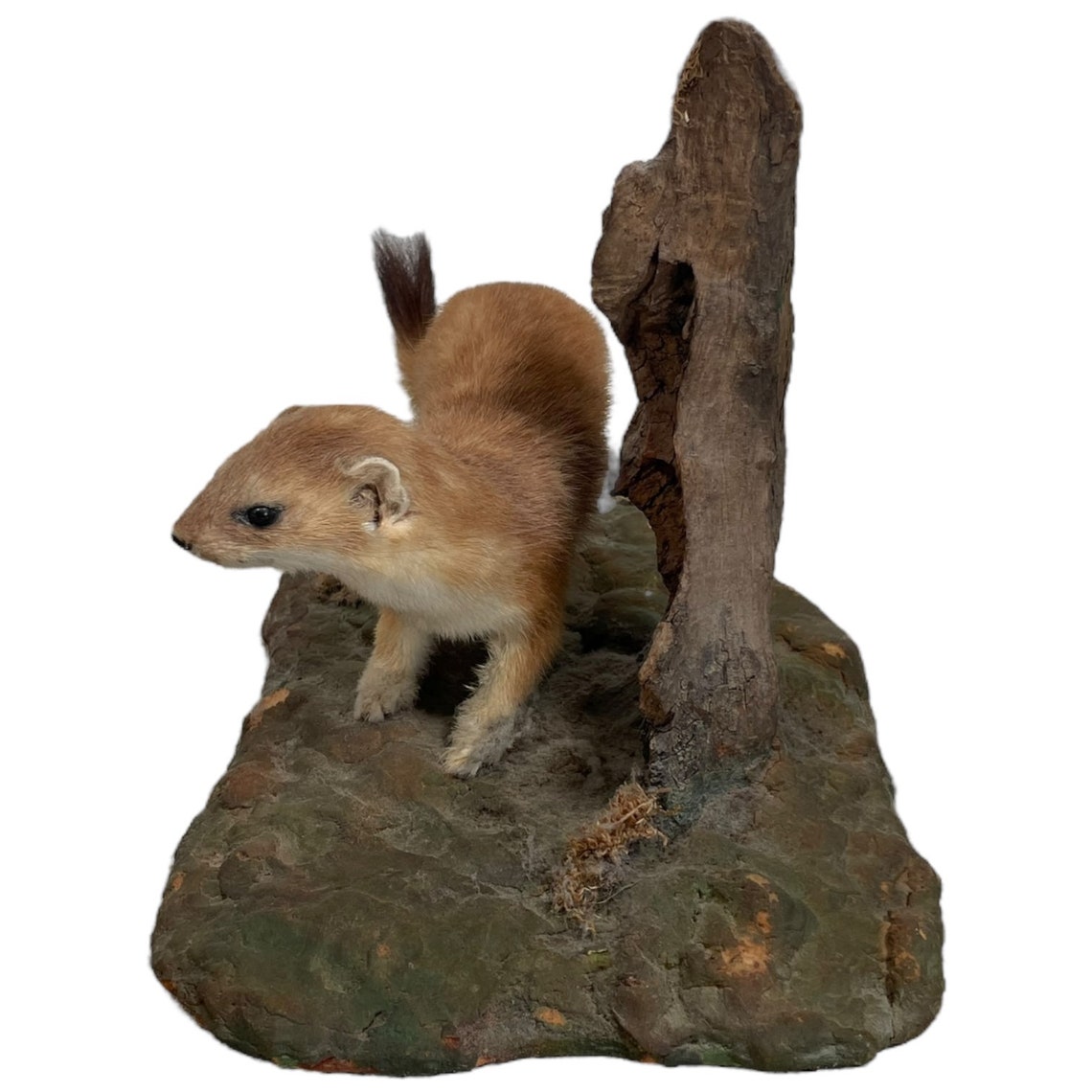 Vintage French Mounted Stoat Weasel Taxidermy Figurine Statue on Wood ...
