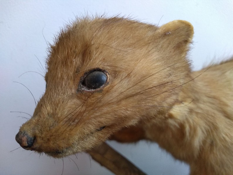 Vintage French Mounted Pine Martin Weasel Ferret Taxidermy Figurine ...