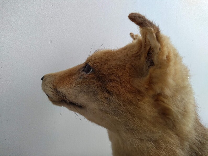 Vintage French Red Fox Cub Animal Taxidermy Statue Figurine | Etsy