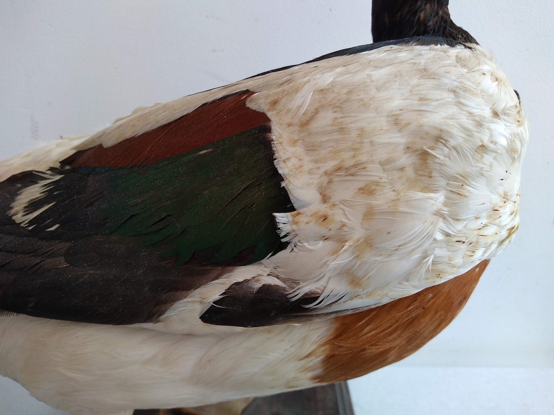 Vintage French Taxidermy Brown Duck Bird On Stand figurine | Etsy