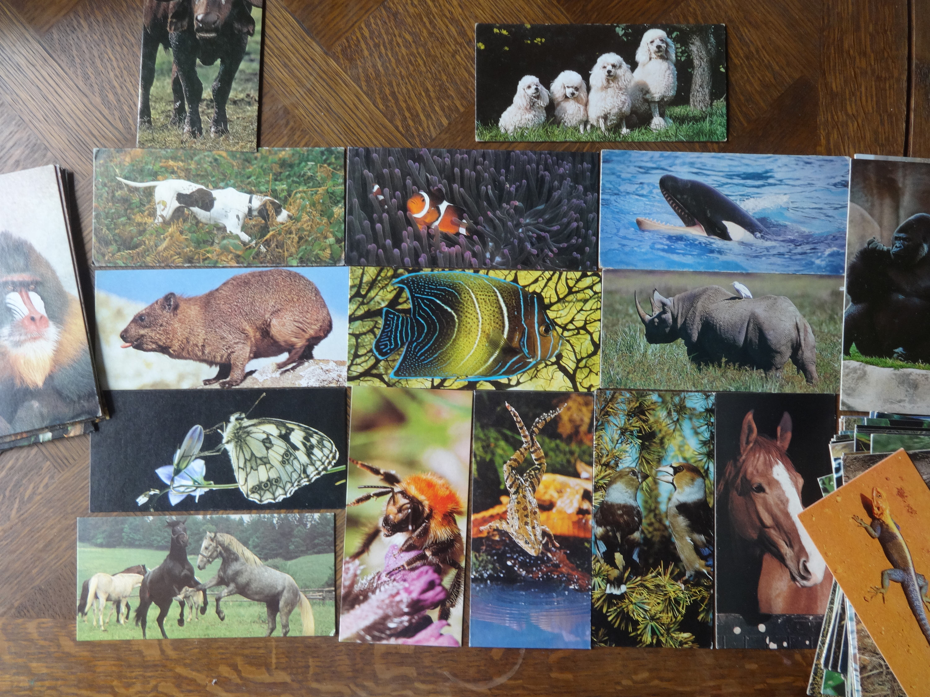 Vintage French 300 Nestle Merveilles Du Monde Wonders Marvels | Etsy