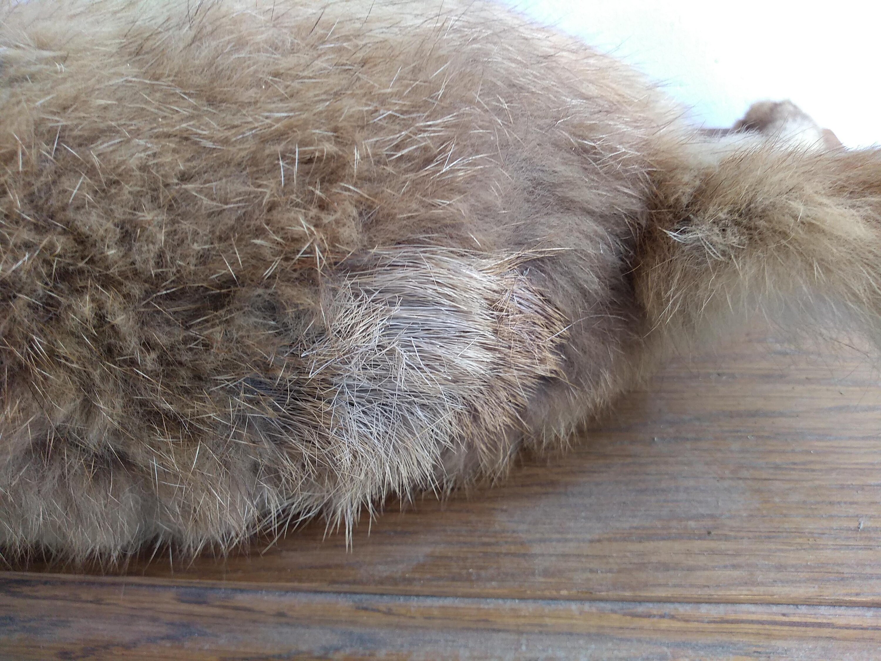 Vintage French Red Fox Cub Animal Taxidermy Statue Figurine | Etsy