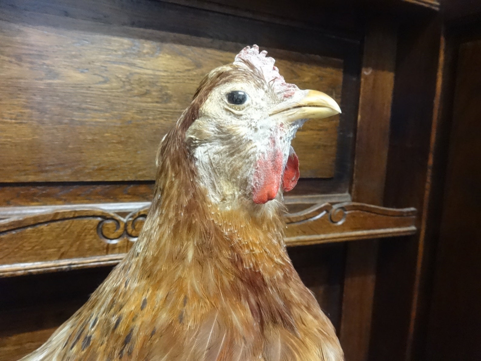 Vintage French Mounted Chicken Bird Taxidermy Figurine Statue | Etsy
