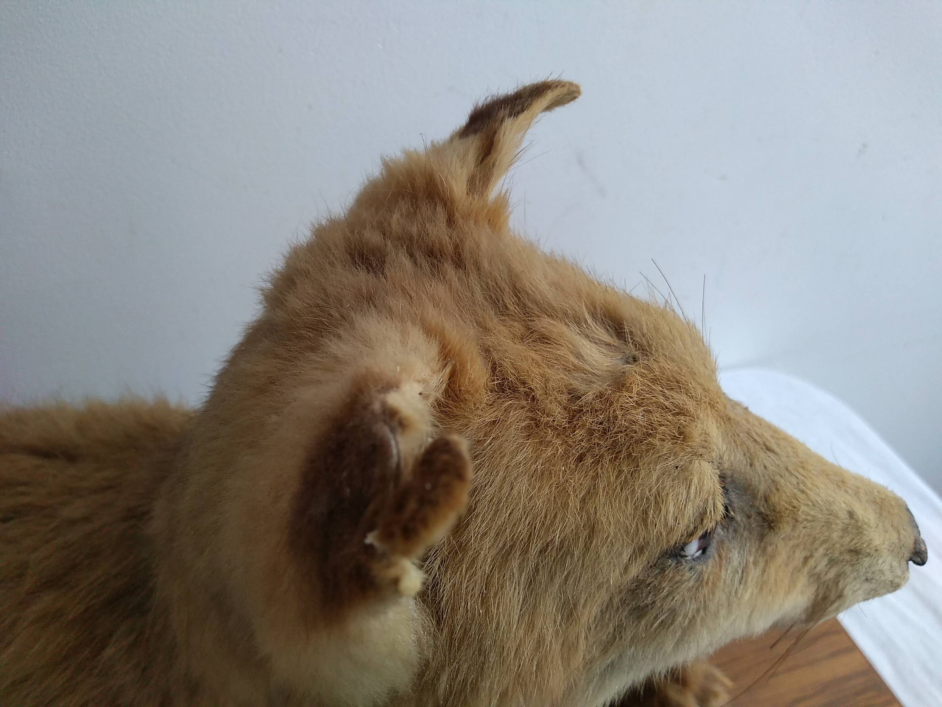 Vintage French Red Fox Cub Animal Taxidermy Statue Figurine | Etsy