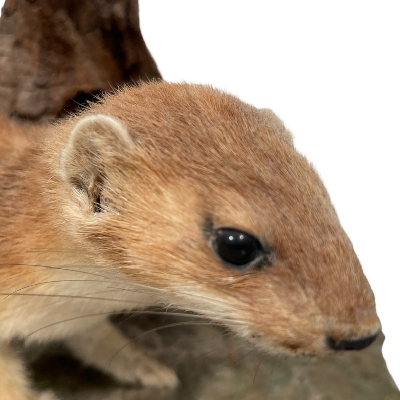 Vintage French Mounted Stoat Weasel Taxidermy Figurine Statue on Wood ...
