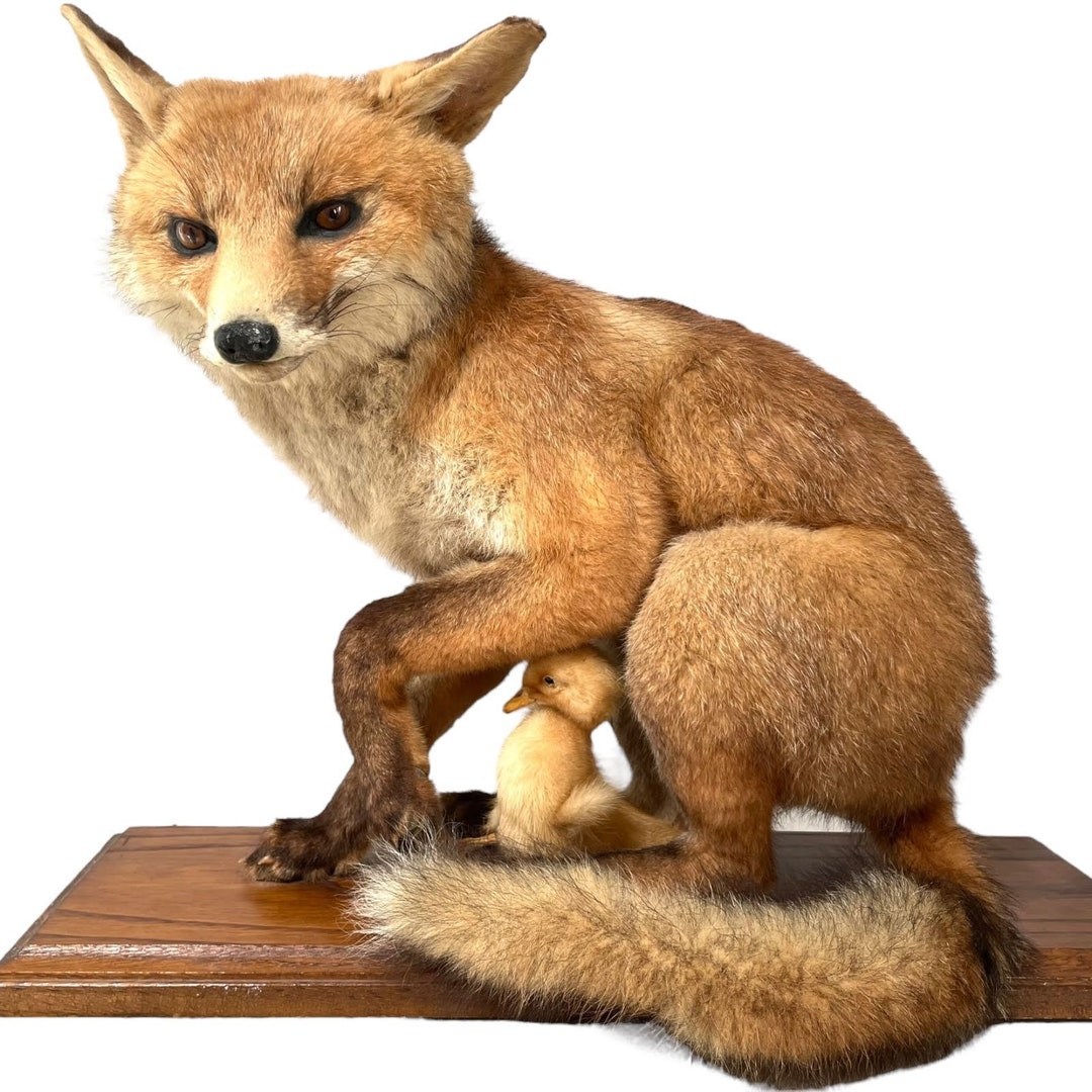 Vintage French Red Fox and Chick Friend Taxidermy Statue Figurine ...