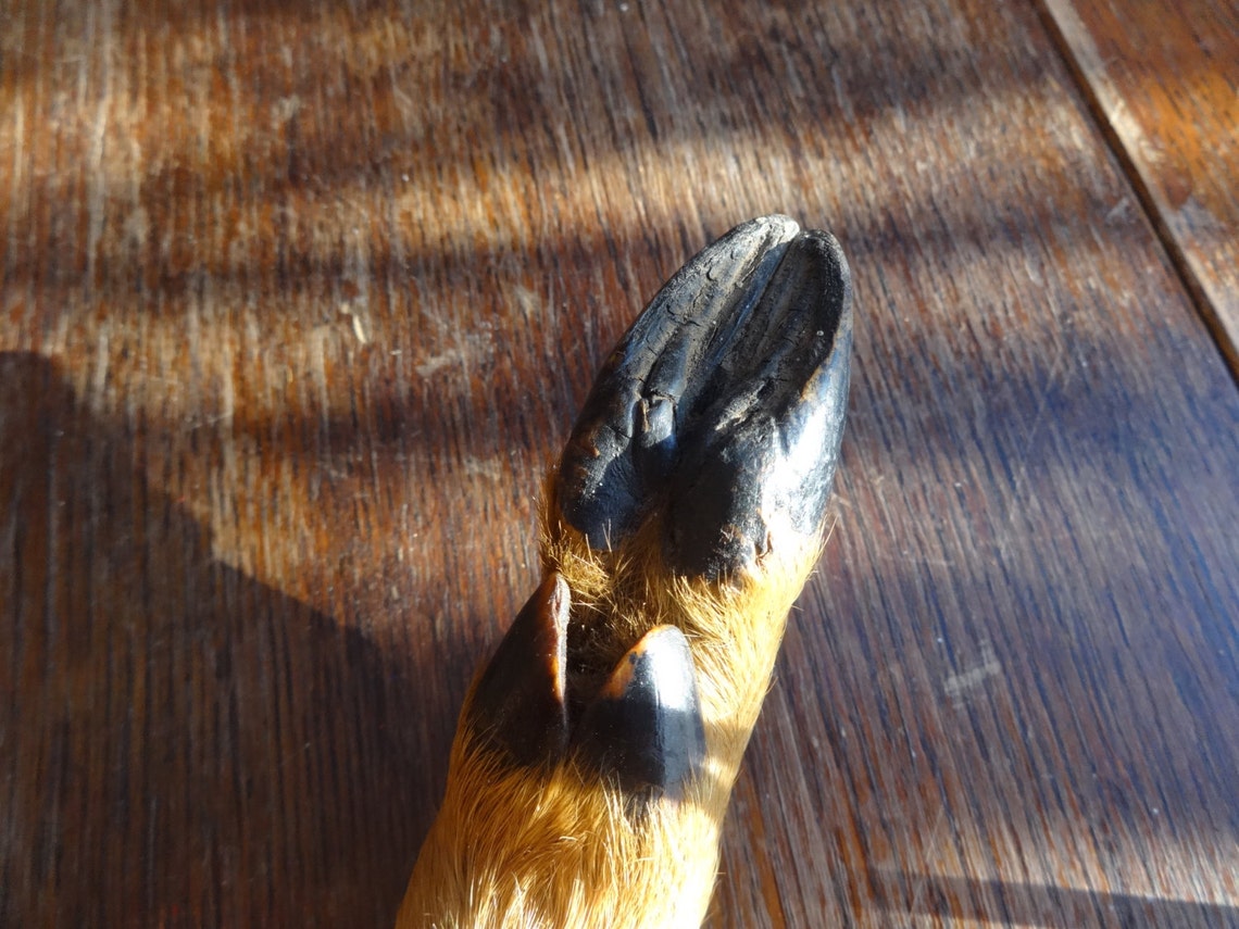 Vintage French Deer Hoof Rack Coat Hook Hanger Taxidermy Circa 1930-40 ...