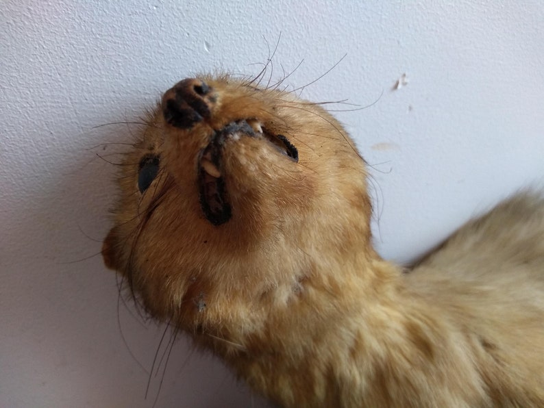 Vintage French Mounted Pine Martin Weasel Ferret Taxidermy Figurine ...