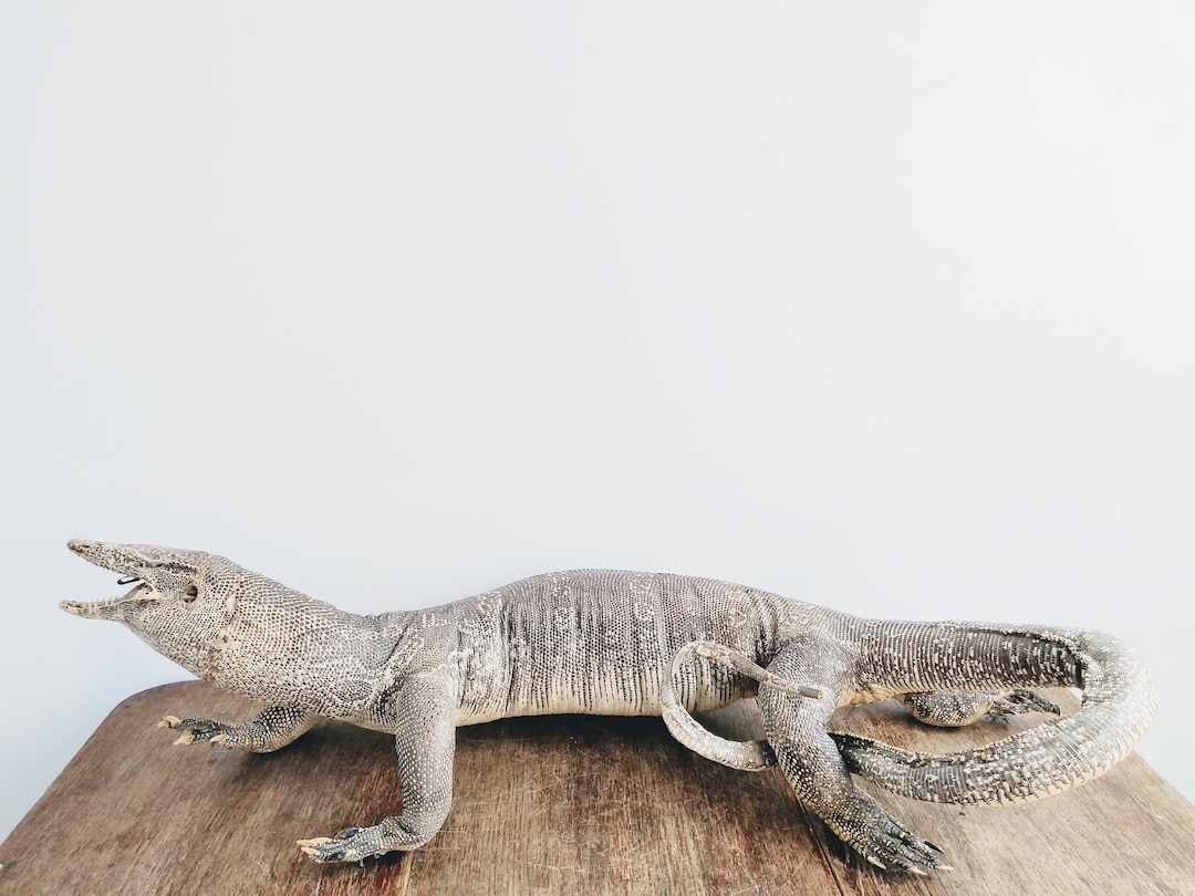 Vintage Taxidermy Large Monitor Lizard Animal Specimen Desktop Office ...