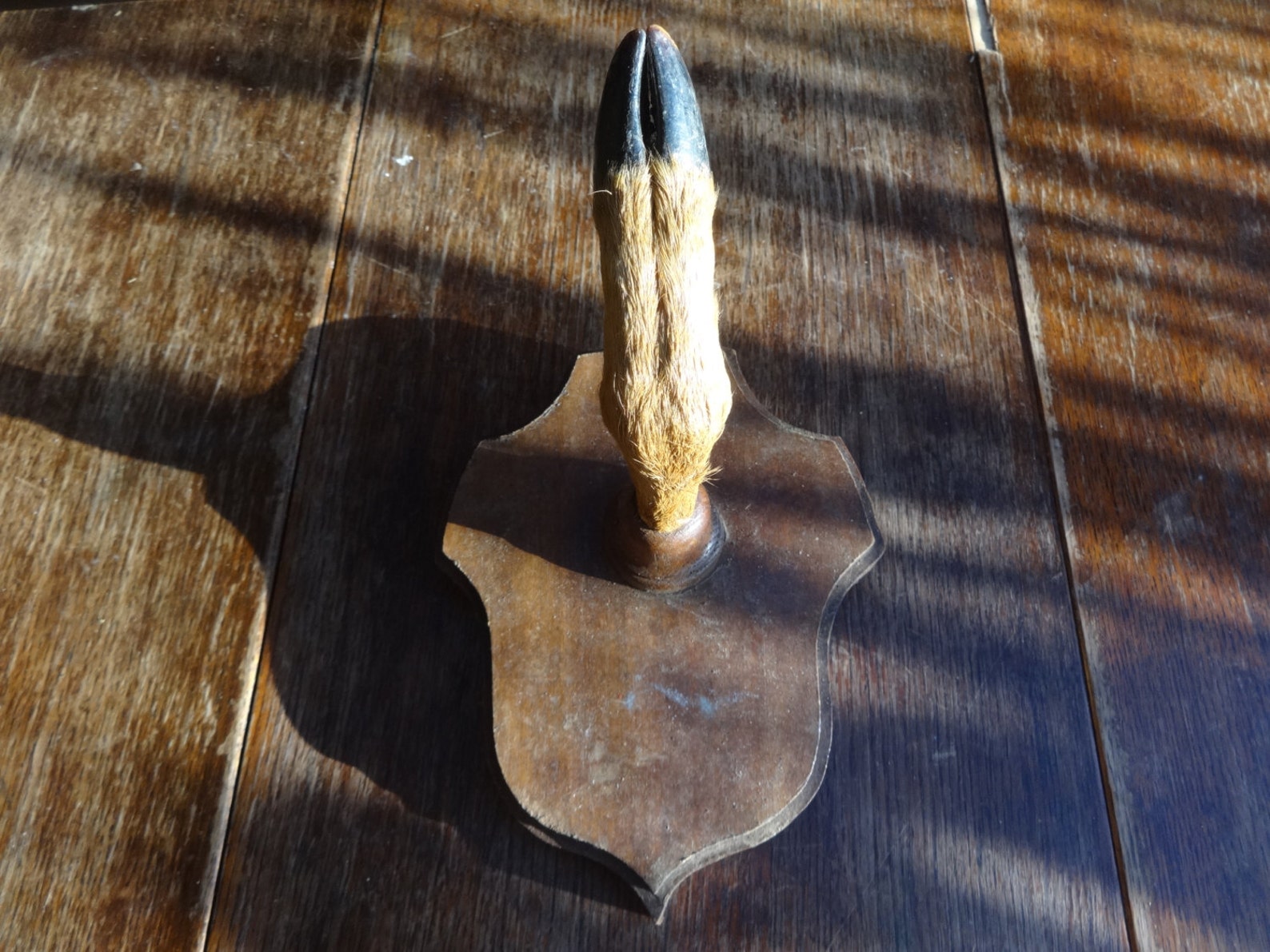 Vintage French Deer Hoof Rack Coat Hook Hanger Taxidermy Circa 1930-40 ...