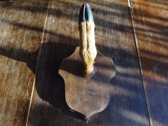 Vintage French Deer Hoof Rack Coat Hook Hanger Taxidermy Circa | Etsy
