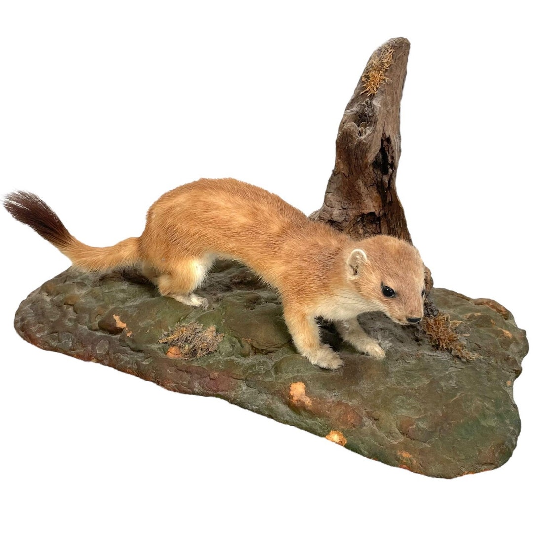 Vintage French Mounted Stoat Weasel Taxidermy Figurine Statue on Wood ...