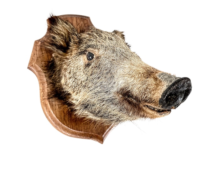 Vintage French Wild Boar Head Taxidermy Wall Mounted Statue Hunting ...