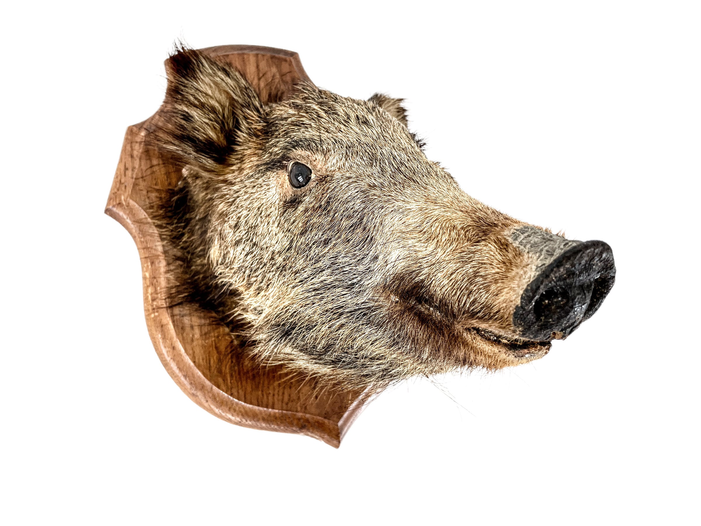 Wild Boar Head Taxidermy