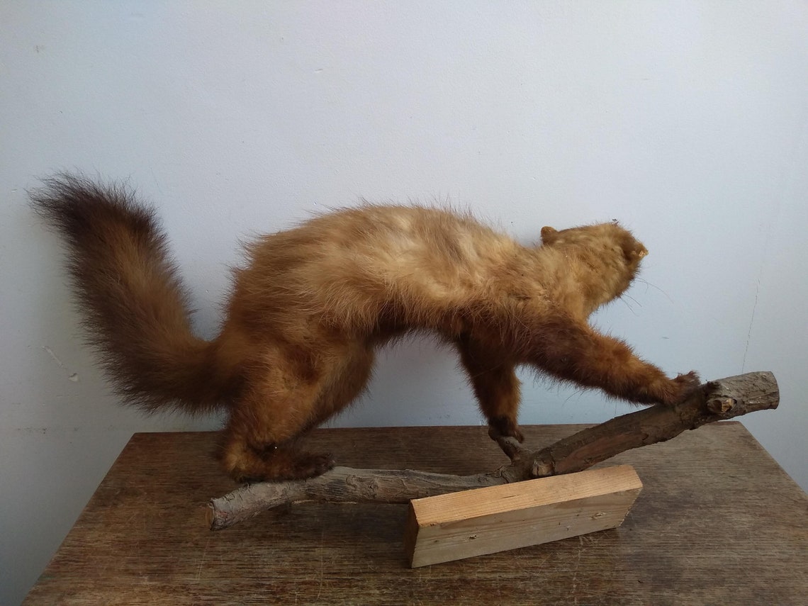 Vintage French mounted Pine Martin Weasel Ferret taxidermy | Etsy