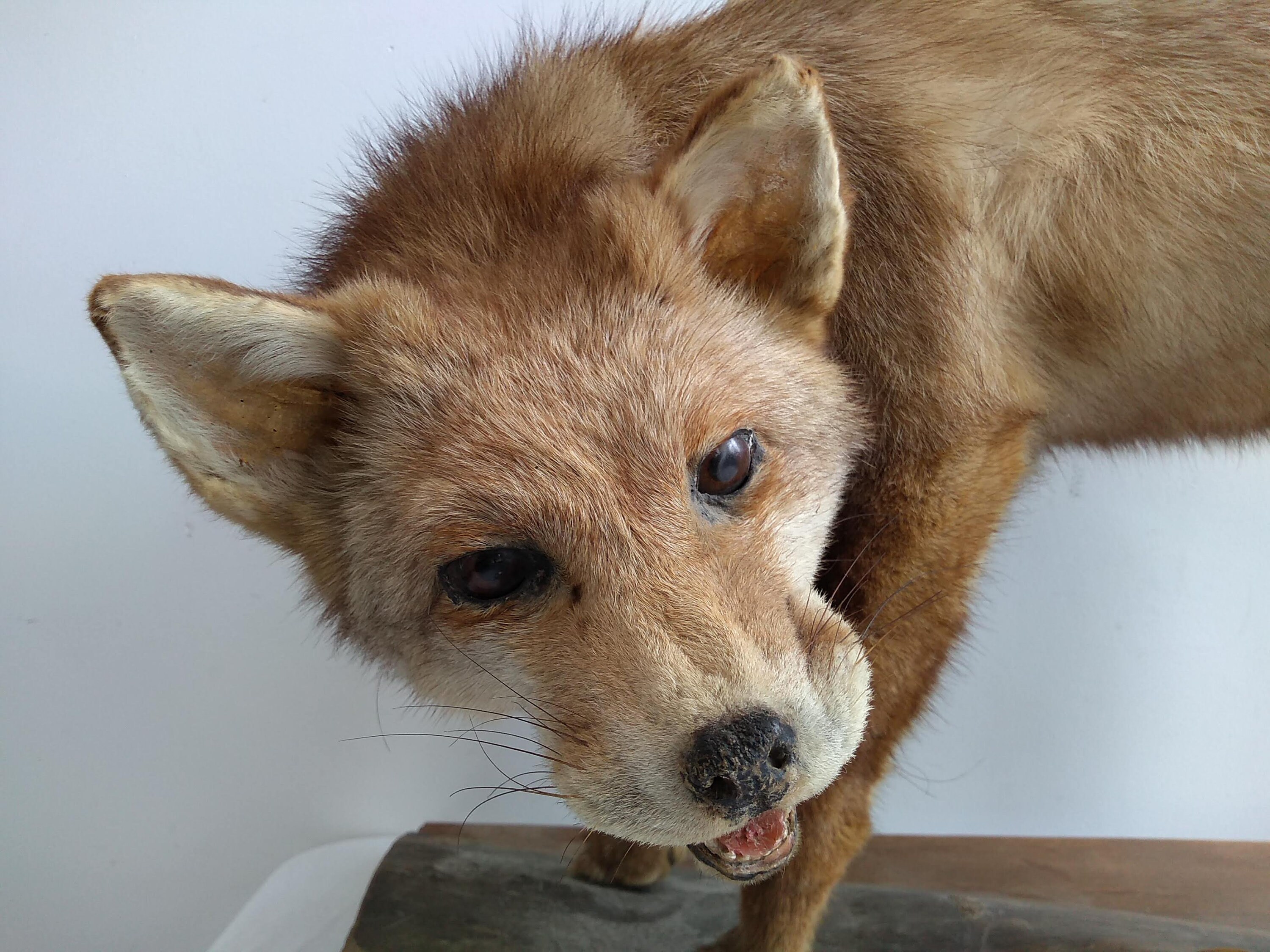 Vintage French Large Red Fox Animal Taxidermy Statue Figurine | Etsy