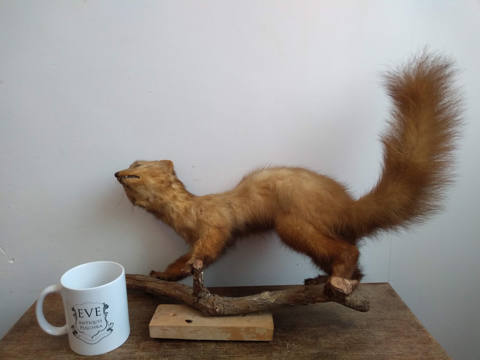 Vintage French mounted Pine Martin Weasel Ferret taxidermy | Etsy