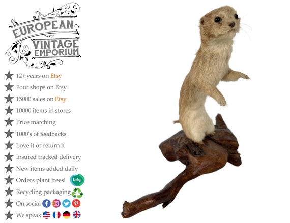Vintage French Mounted Small Stoat Weasel Ferret Taxidermy - Etsy