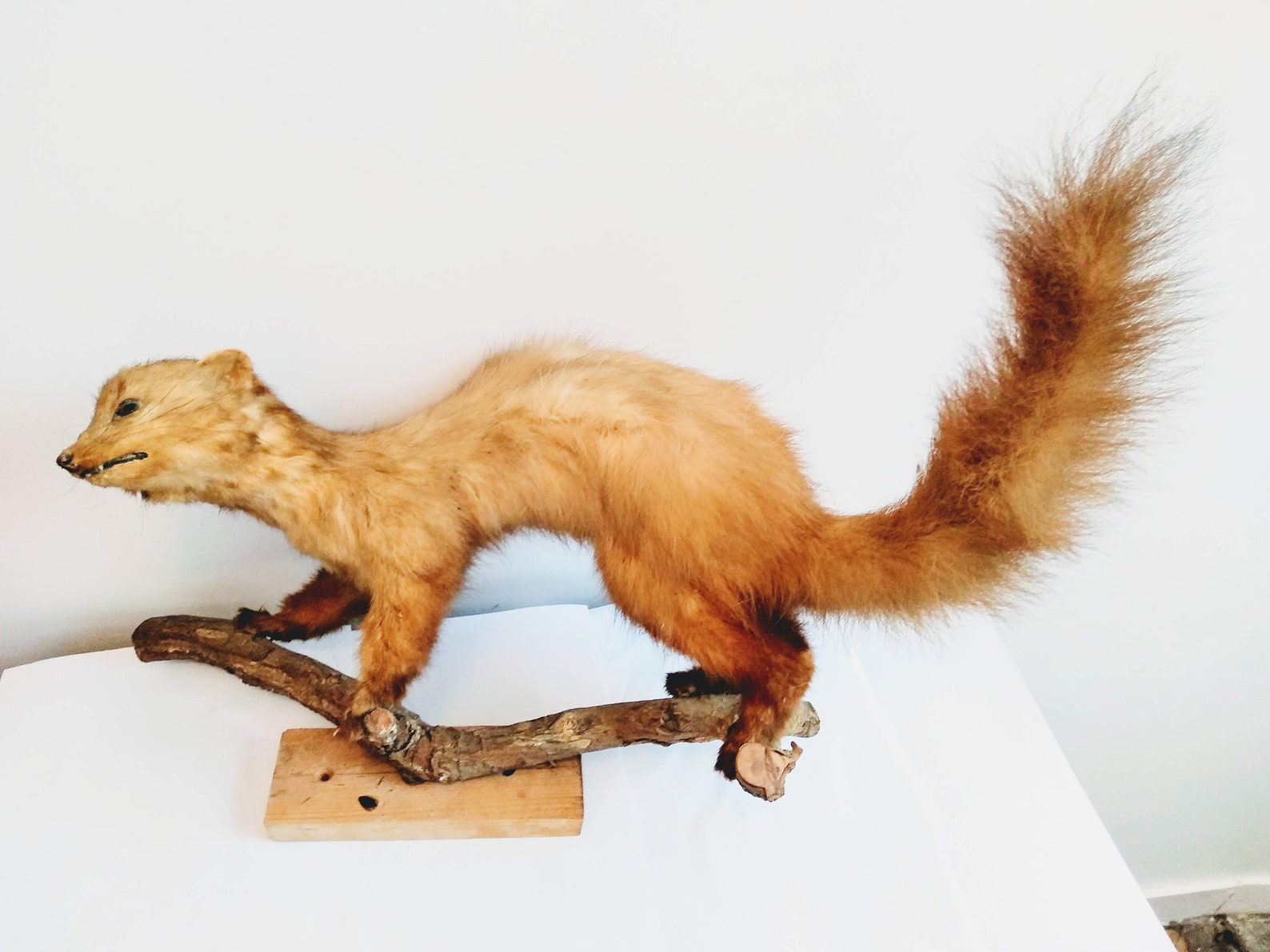 Vintage French Mounted Pine Martin Weasel Ferret Taxidermy Figurine ...