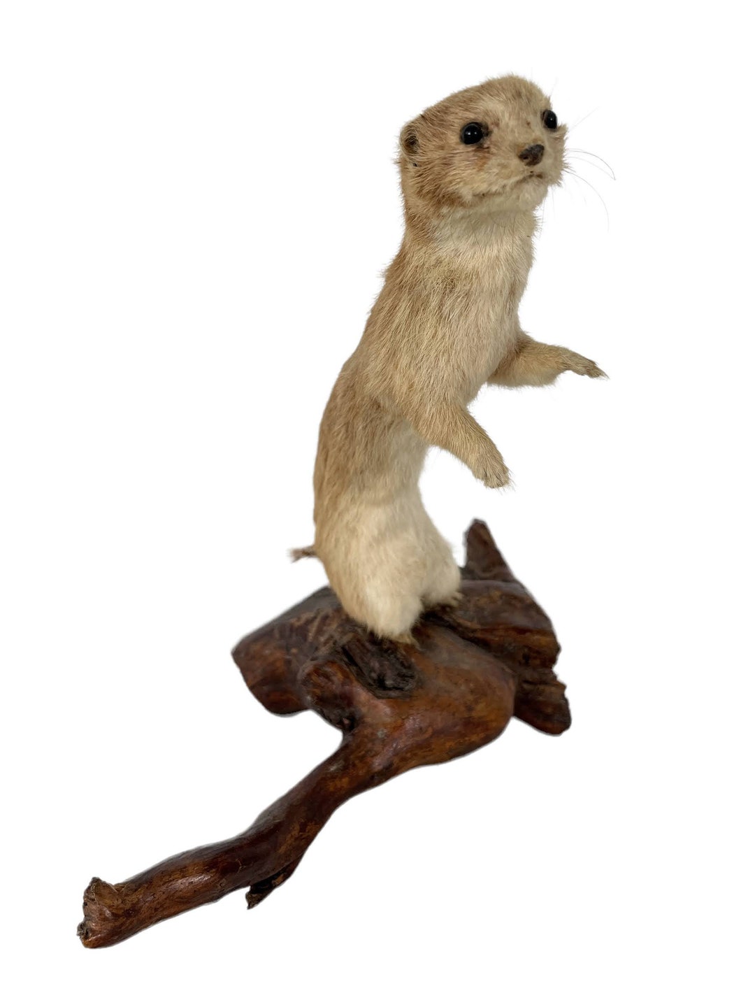 Vintage French Mounted Small Stoat Weasel Ferret Taxidermy Figurine ...