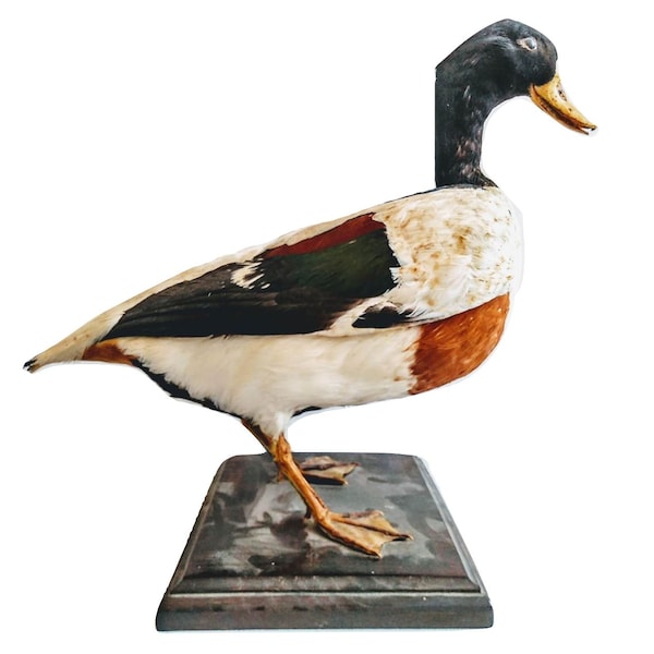Duck Trophy - Etsy