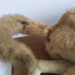 Vintage French Red Fox Cub Animal Taxidermy Statue Figurine Ornament ...