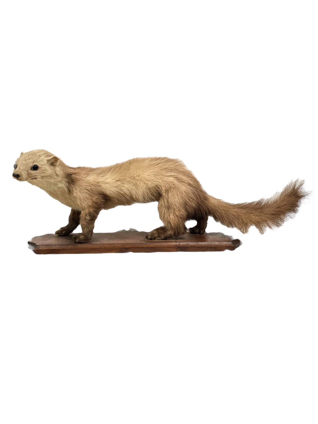 Vintage French Mounted Pine Martin Weasel Ferret Taxidermy Figurine ...