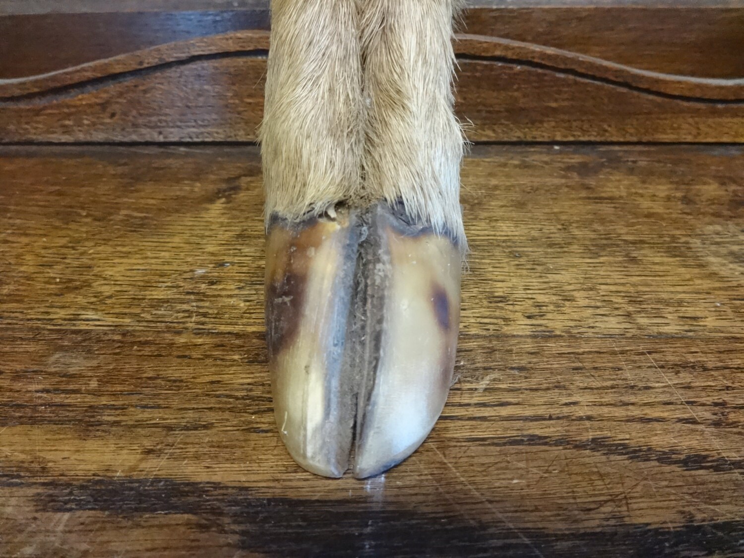 Vintage French deer hoof table leg furniture decor object | Etsy