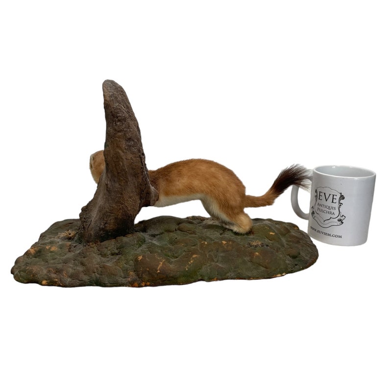 Vintage French Mounted Stoat Weasel Taxidermy Figurine Statue on Wood ...